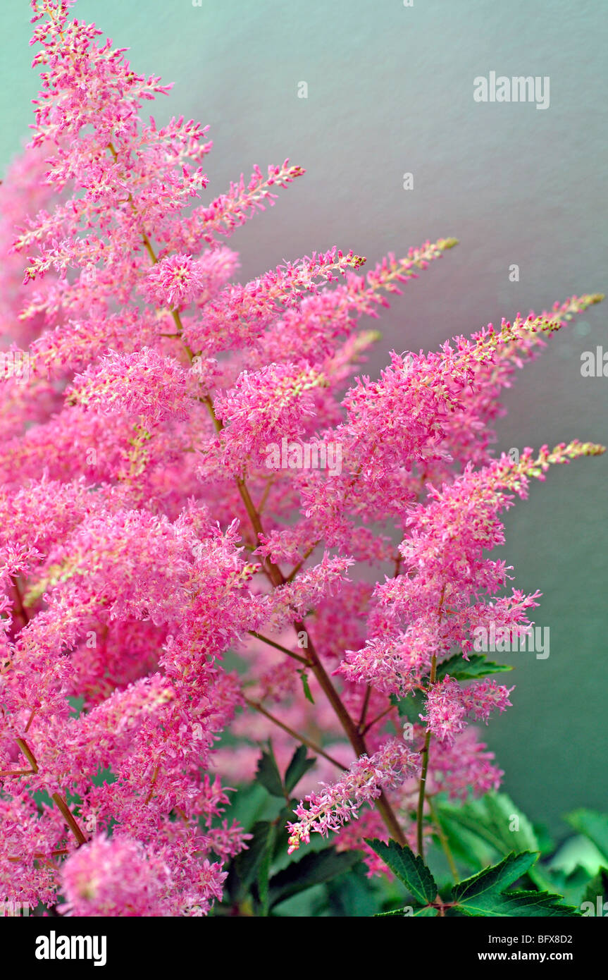 Pink Astilbe Flowers (Astilbe arendsii Stock Photo - Alamy