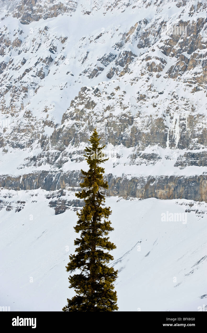 Pine tree and shadowed Bow Mountain, Banff National Park, Alberta ...