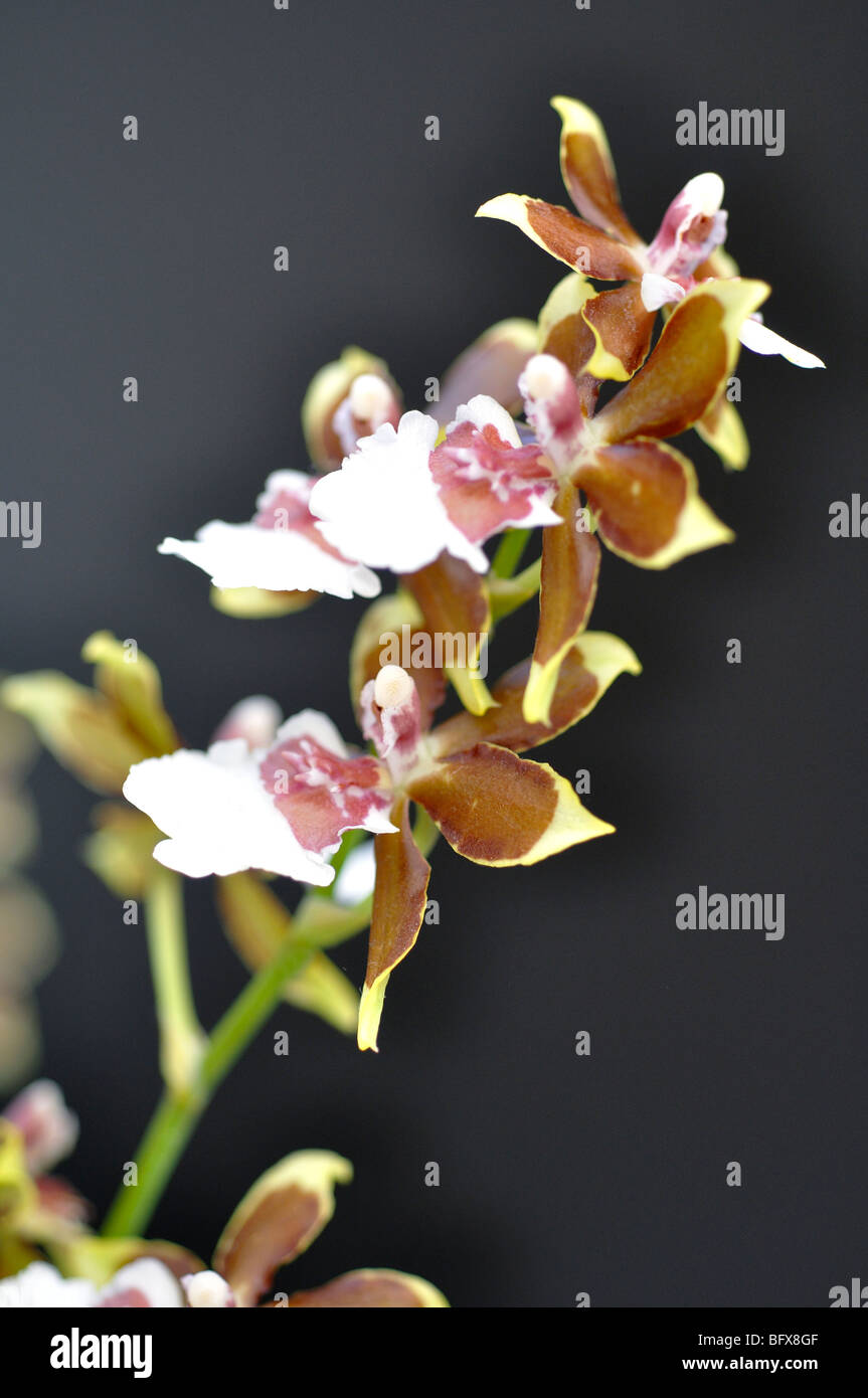Encyclia hi-res stock photography and images - Alamy