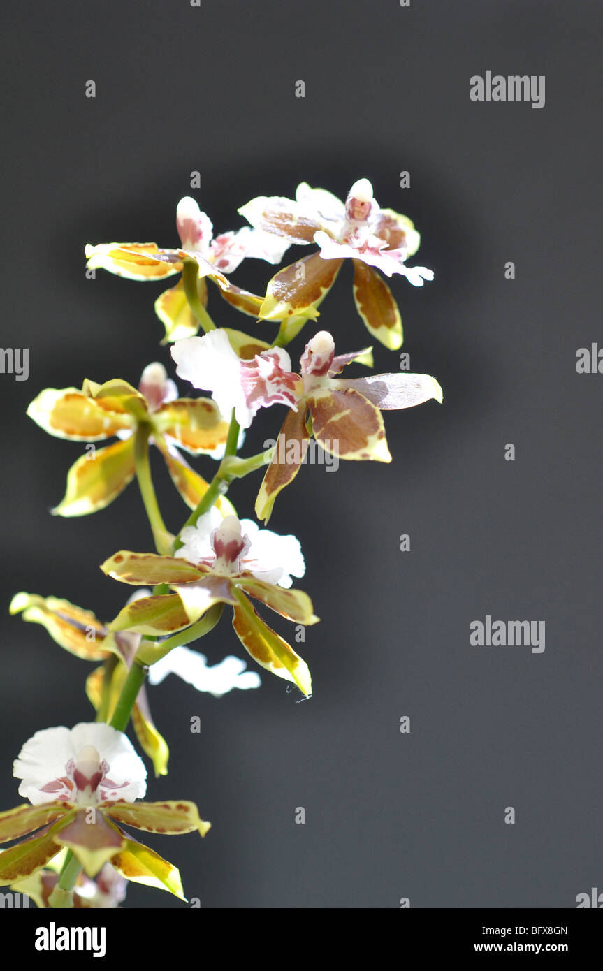 Encyclia orchids hi-res stock photography and images - Alamy