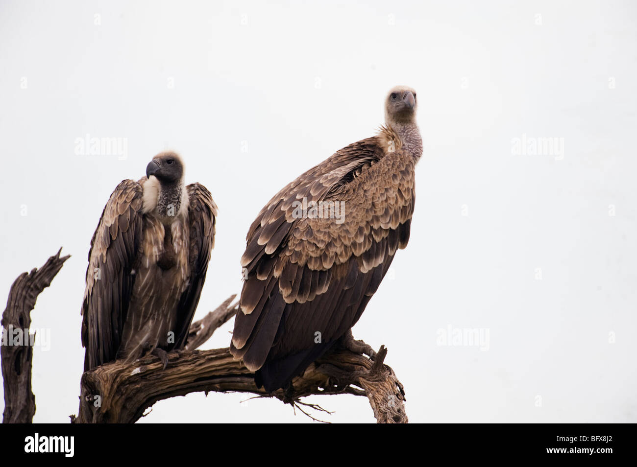 Africa kenya vultures perching hi-res stock photography and images - Alamy