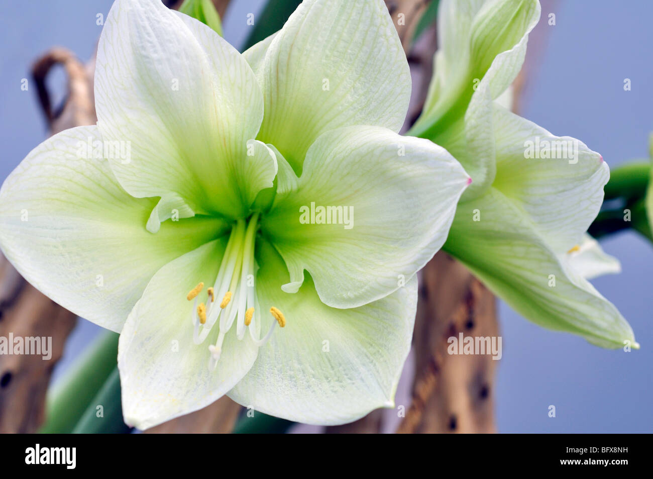 Green lily hi-res stock photography and images - Alamy