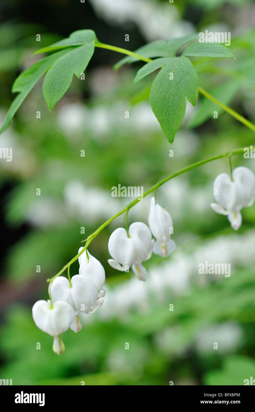White Bleeding Heart Flower (Dicentra spectabilis alba Stock Photo - Alamy
