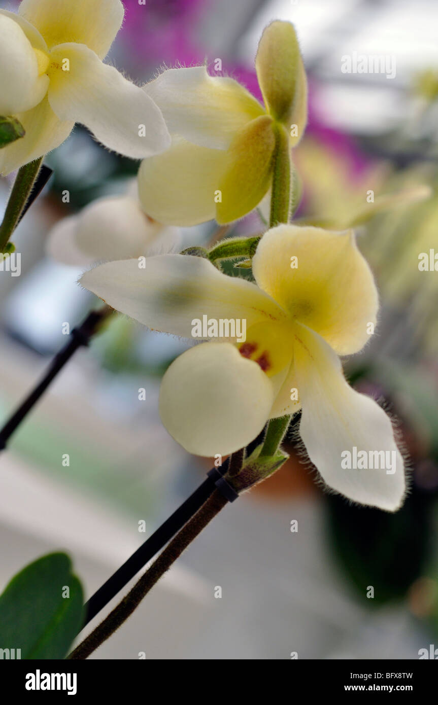 Pale orchid hi-res stock photography and images - Alamy