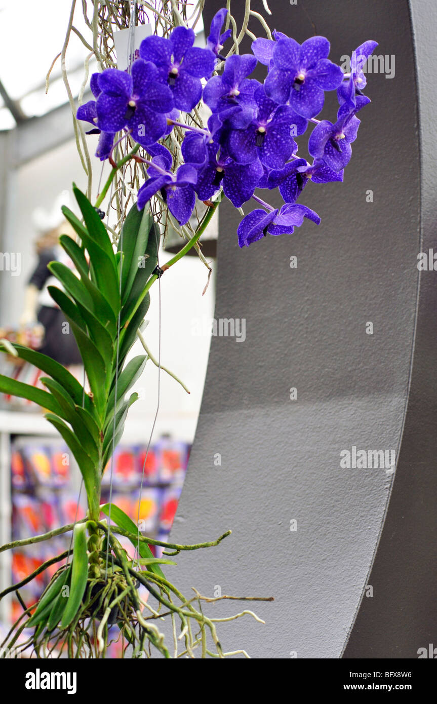 Hanging Orchid Vanda Sansai Blue ("True Blue") aka Vanda Pachara ...