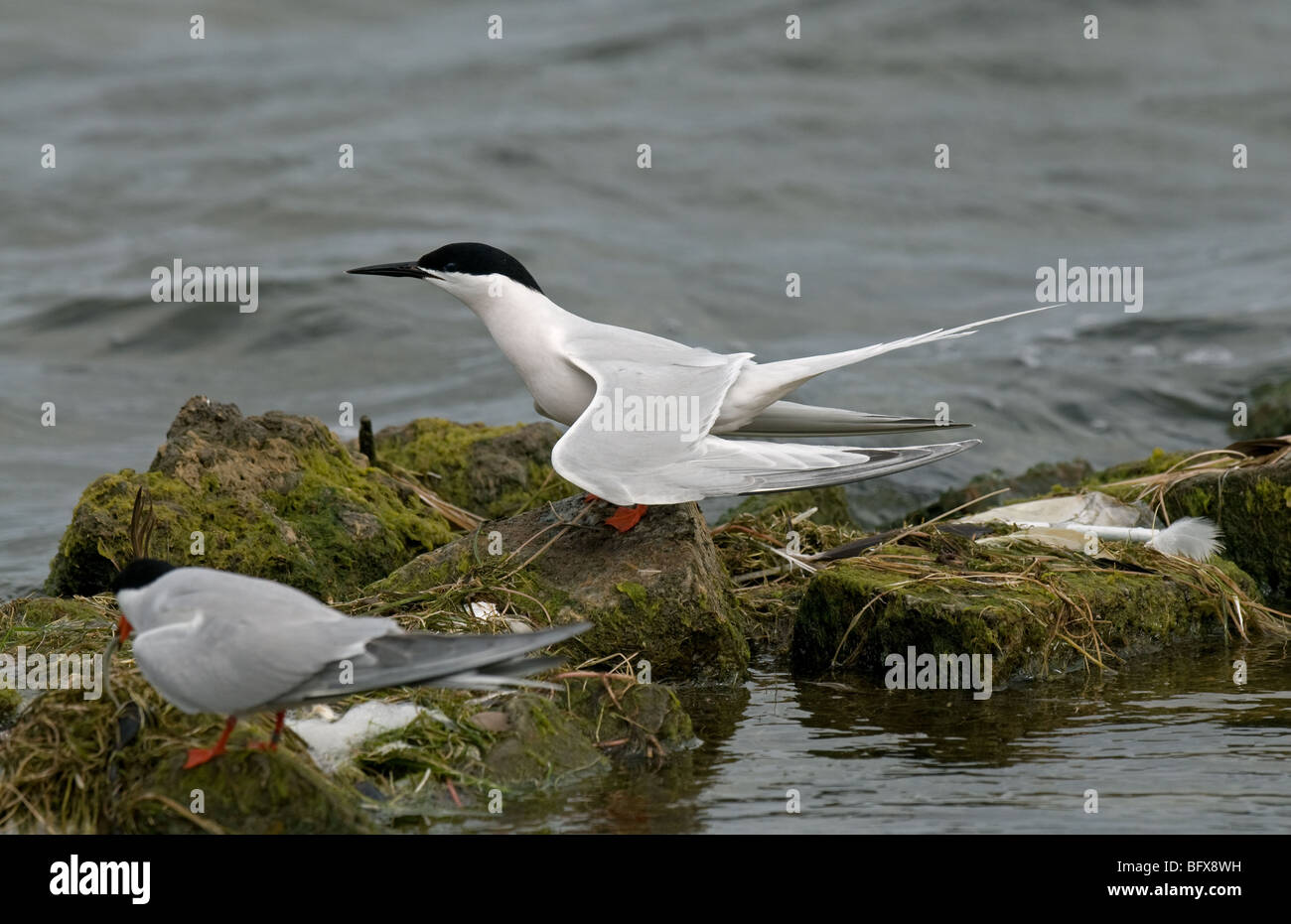 Roseate Tern adult displaying with wings drooped Stock Photo - Alamy