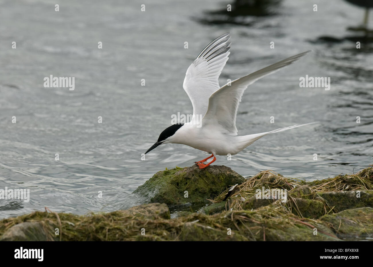 Roseate Tern Stock Photos & Roseate Tern Stock Images - Alamy