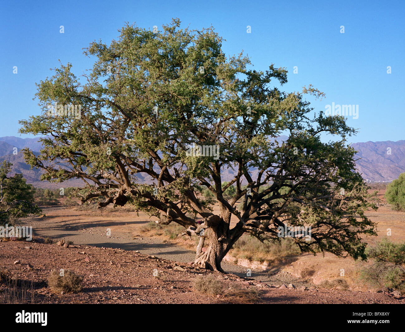 Argan tree, south-western Morocco Stock Photo - Alamy