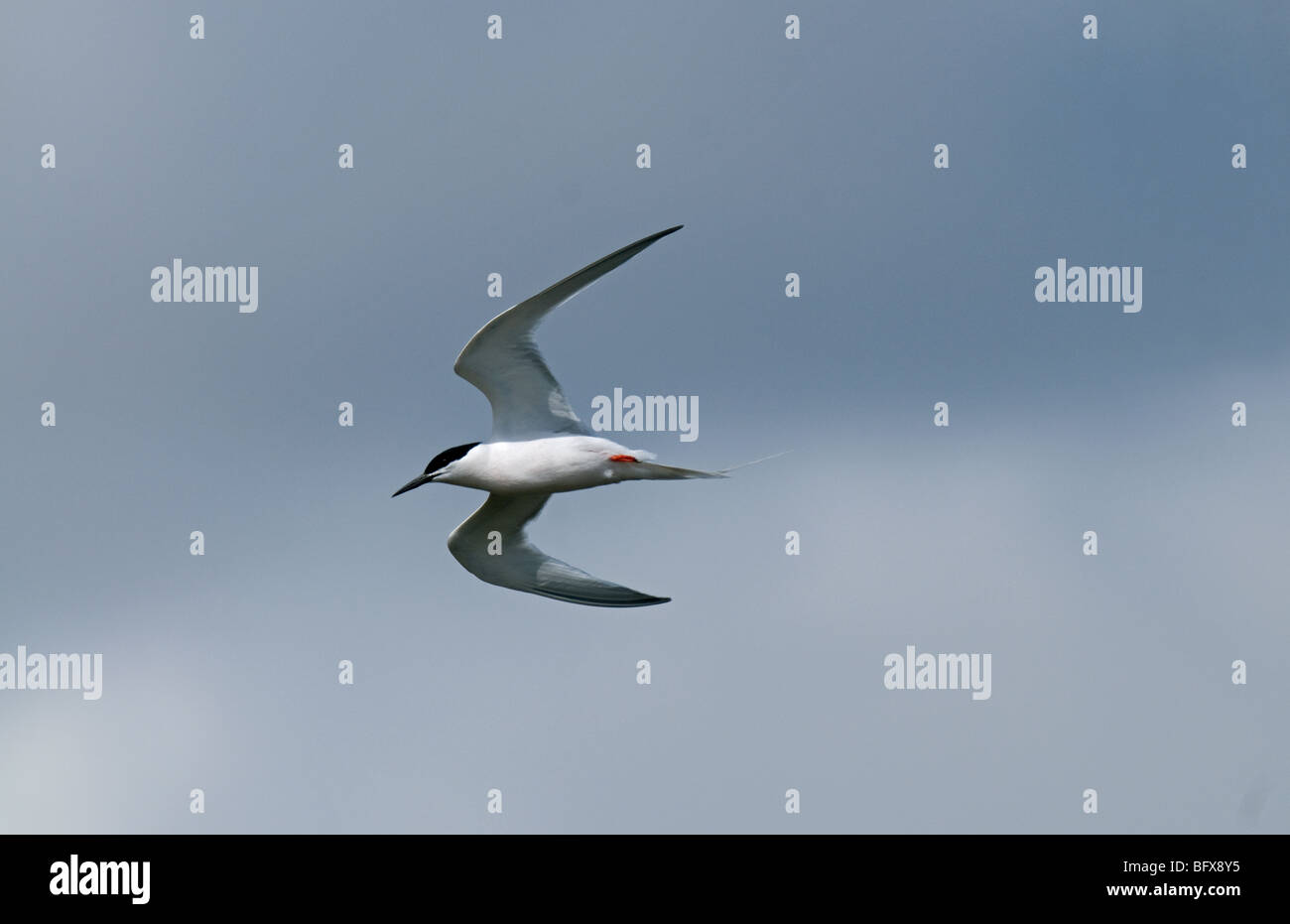Roseate Tern Stock Photos & Roseate Tern Stock Images - Alamy