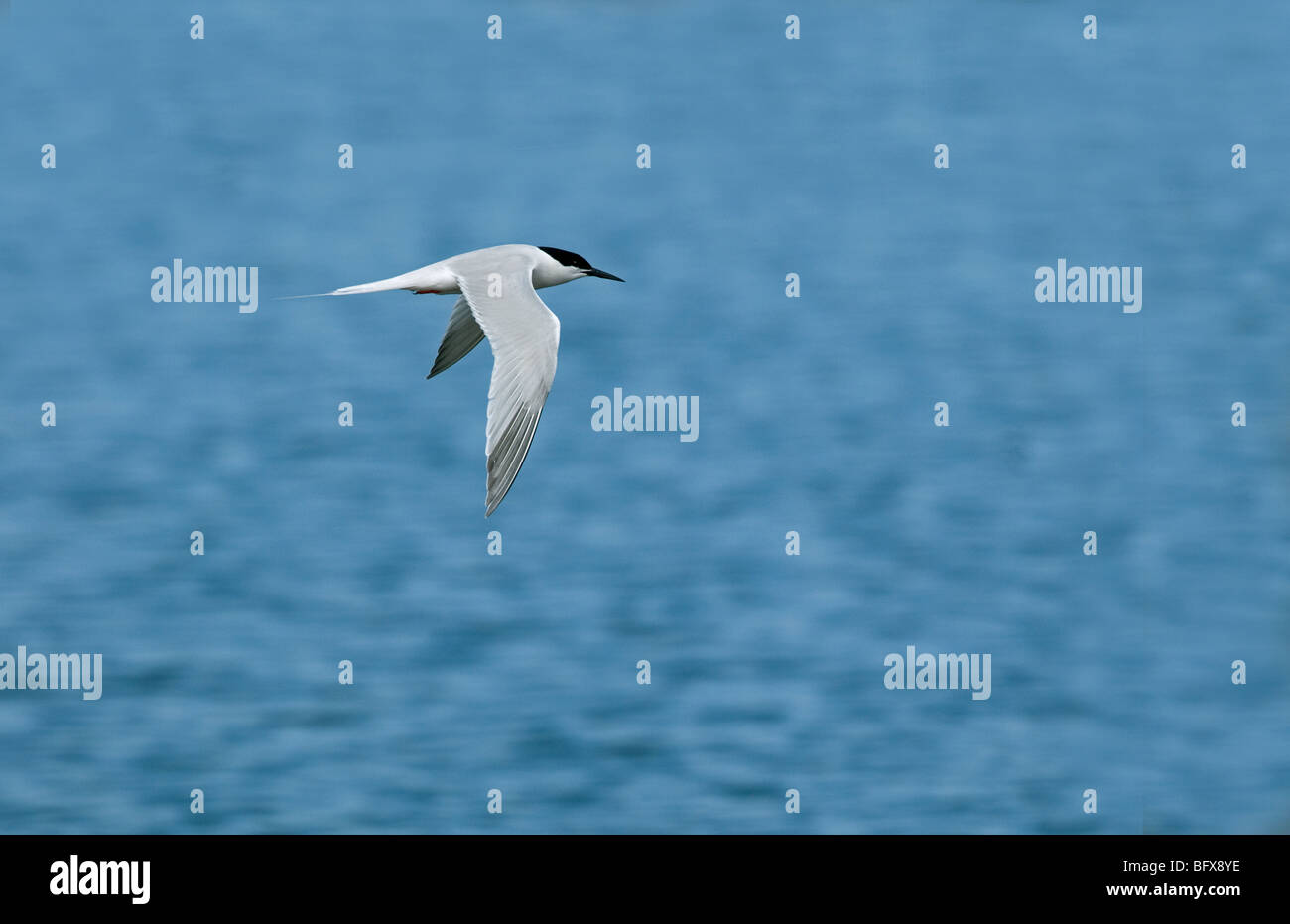 Roseate Tern adult flying Stock Photo - Alamy