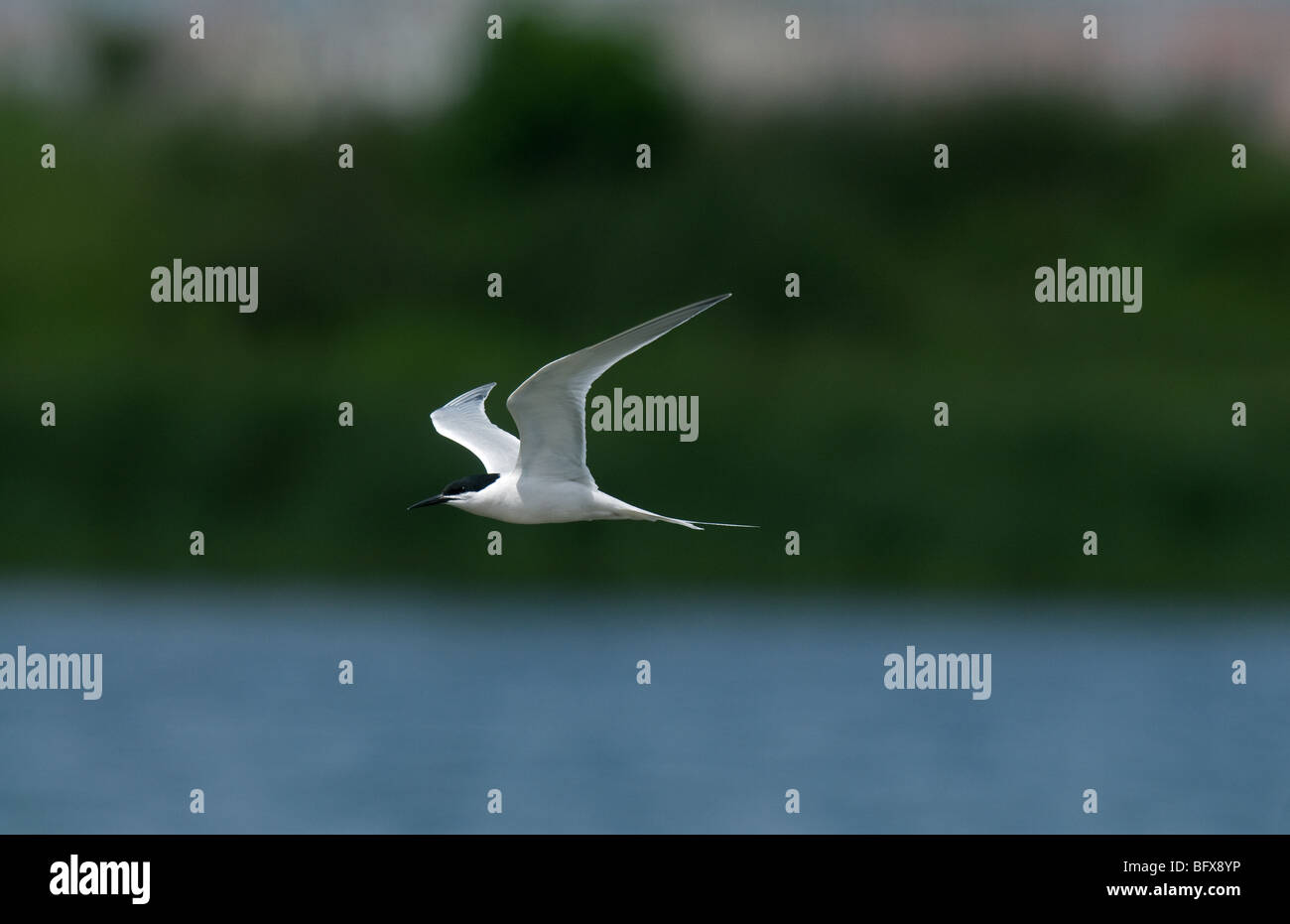 Roseate Tern adult flying Stock Photo - Alamy