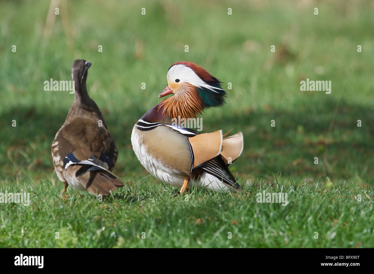 Male mandarin duck courting with female Stock Photo - Alamy