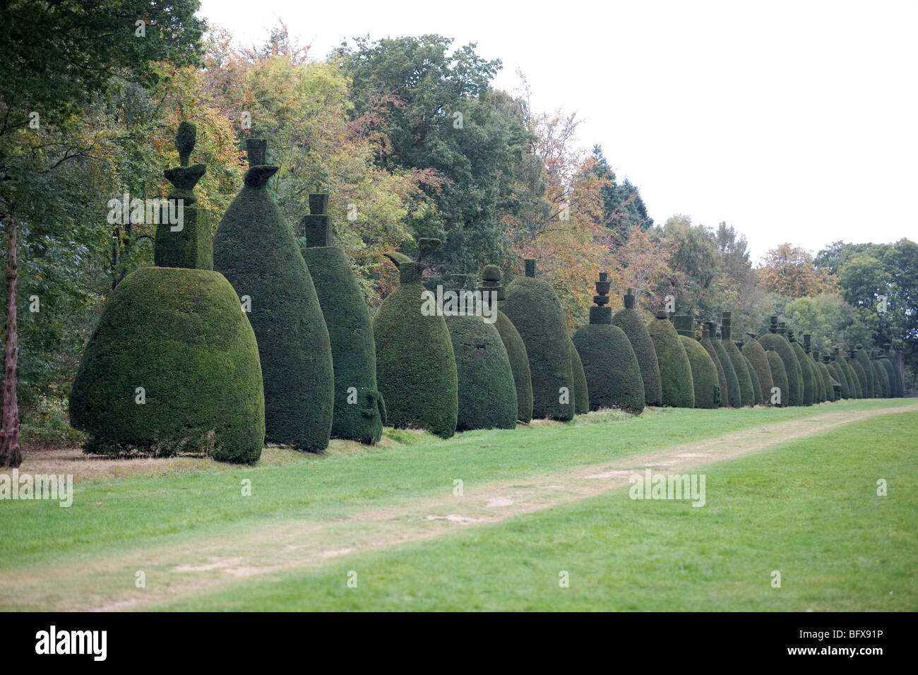The Yew Tree Avenue at Clipsham,Rutland a collection off 150 clipped ...