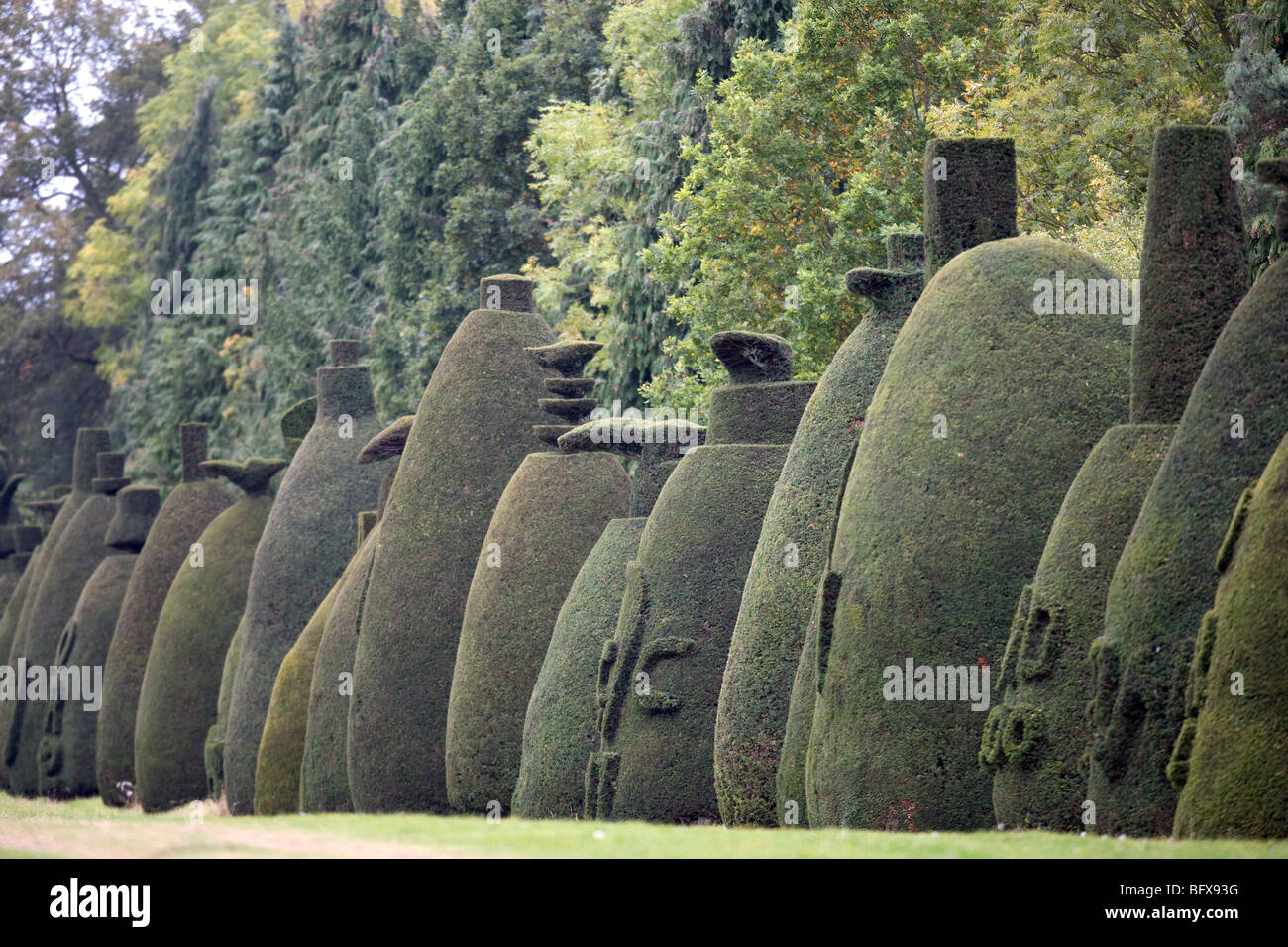 Yew tree trees yews hi-res stock photography and images - Alamy