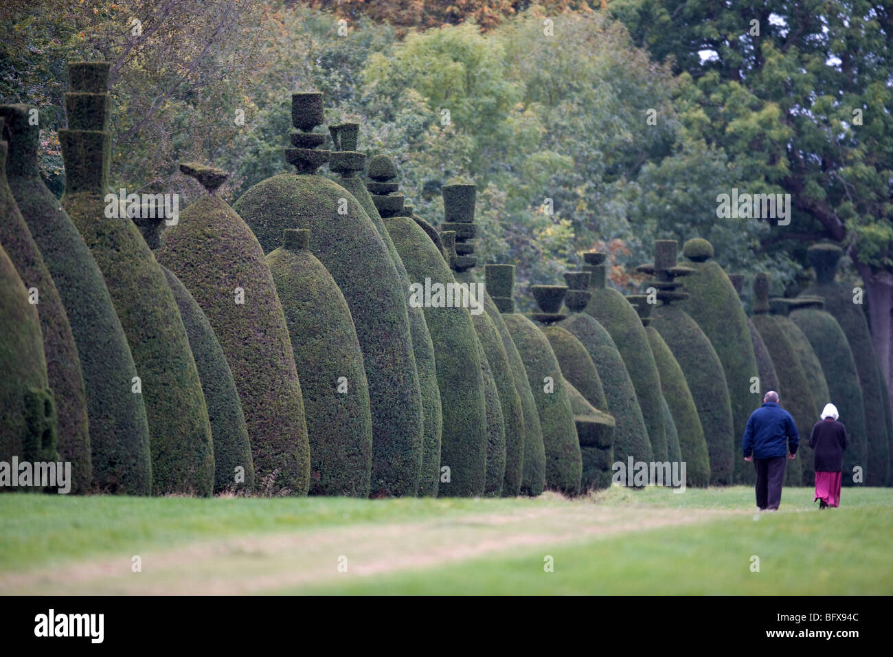 The Yew Tree Avenue at Clipsham,Rutland a collection off 150 clipped ...