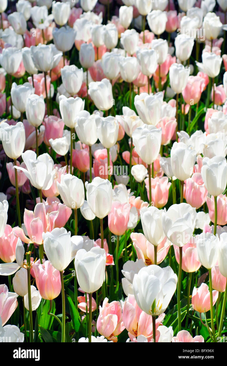 Pink white mix hi-res stock photography and images - Alamy