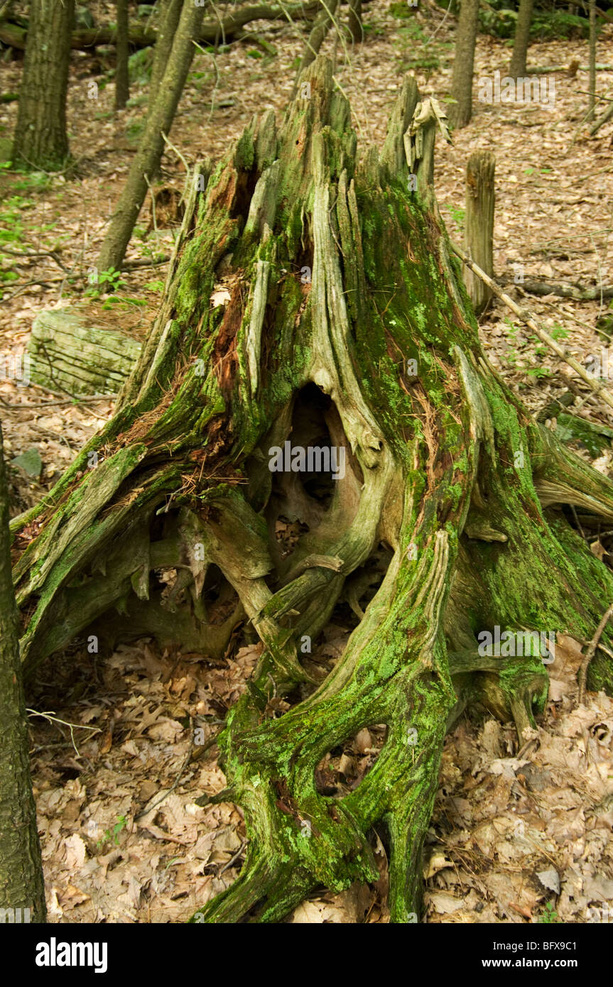 Tree trunk in woods with cavern-like hole Stock Photo - Alamy