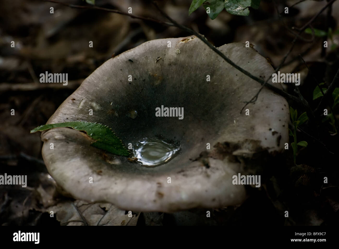 Mushroom with droplet of water Stock Photo - Alamy