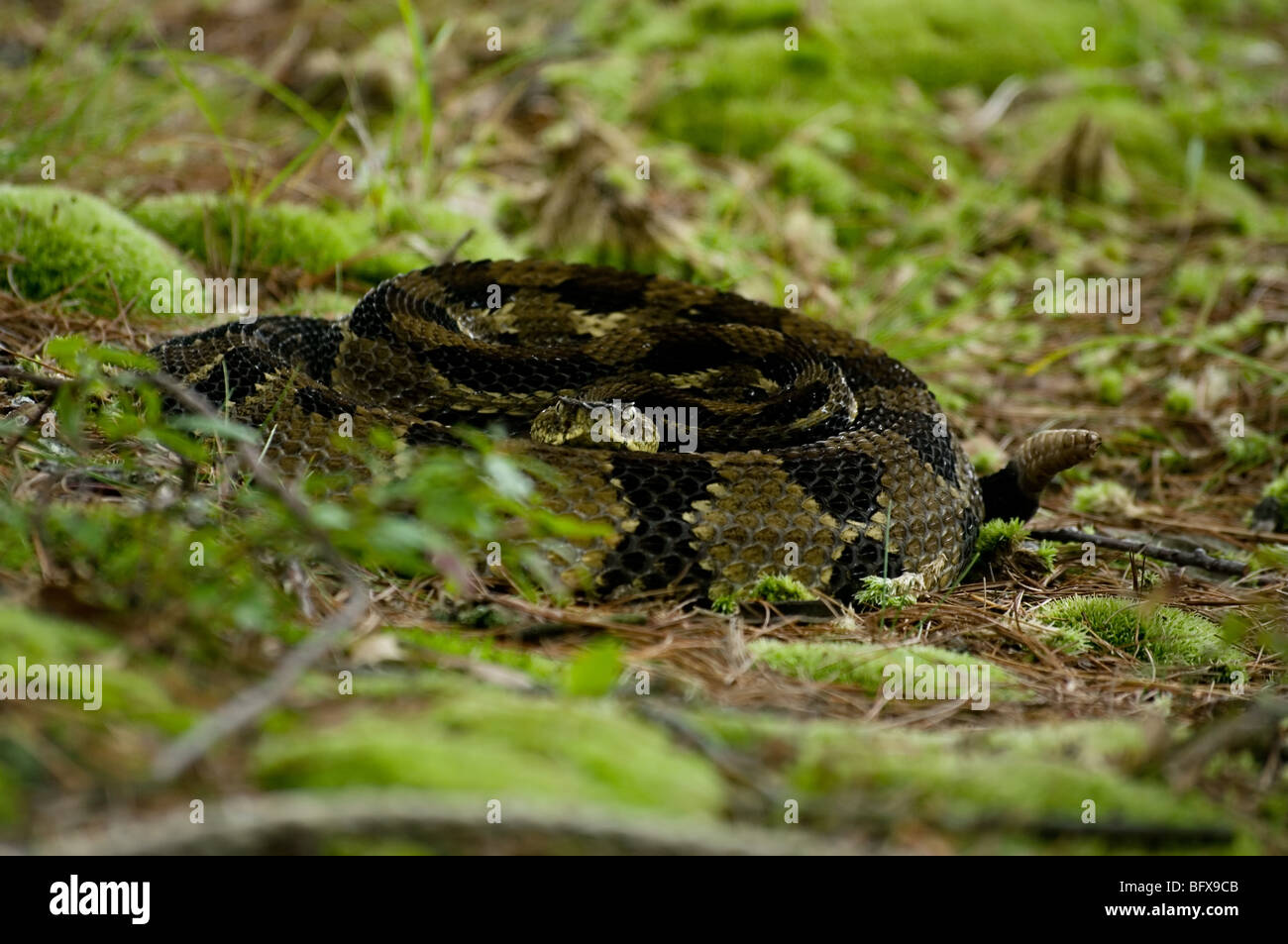 Timber rattlesnake coiled Stock Photo - Alamy