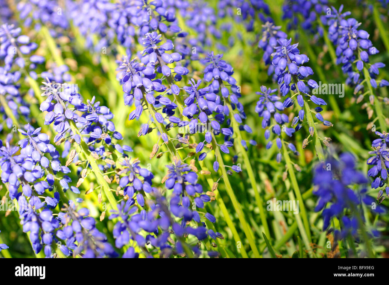 Muscari botryoides grape Hyacinths Stock Photo - Alamy