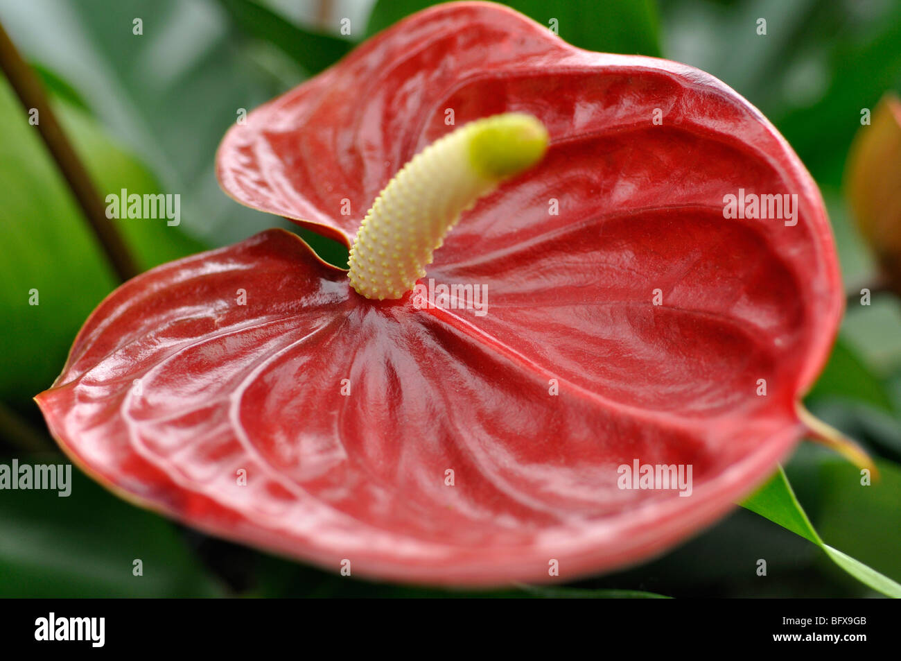 Anthurium red hi-res stock photography and images - Alamy