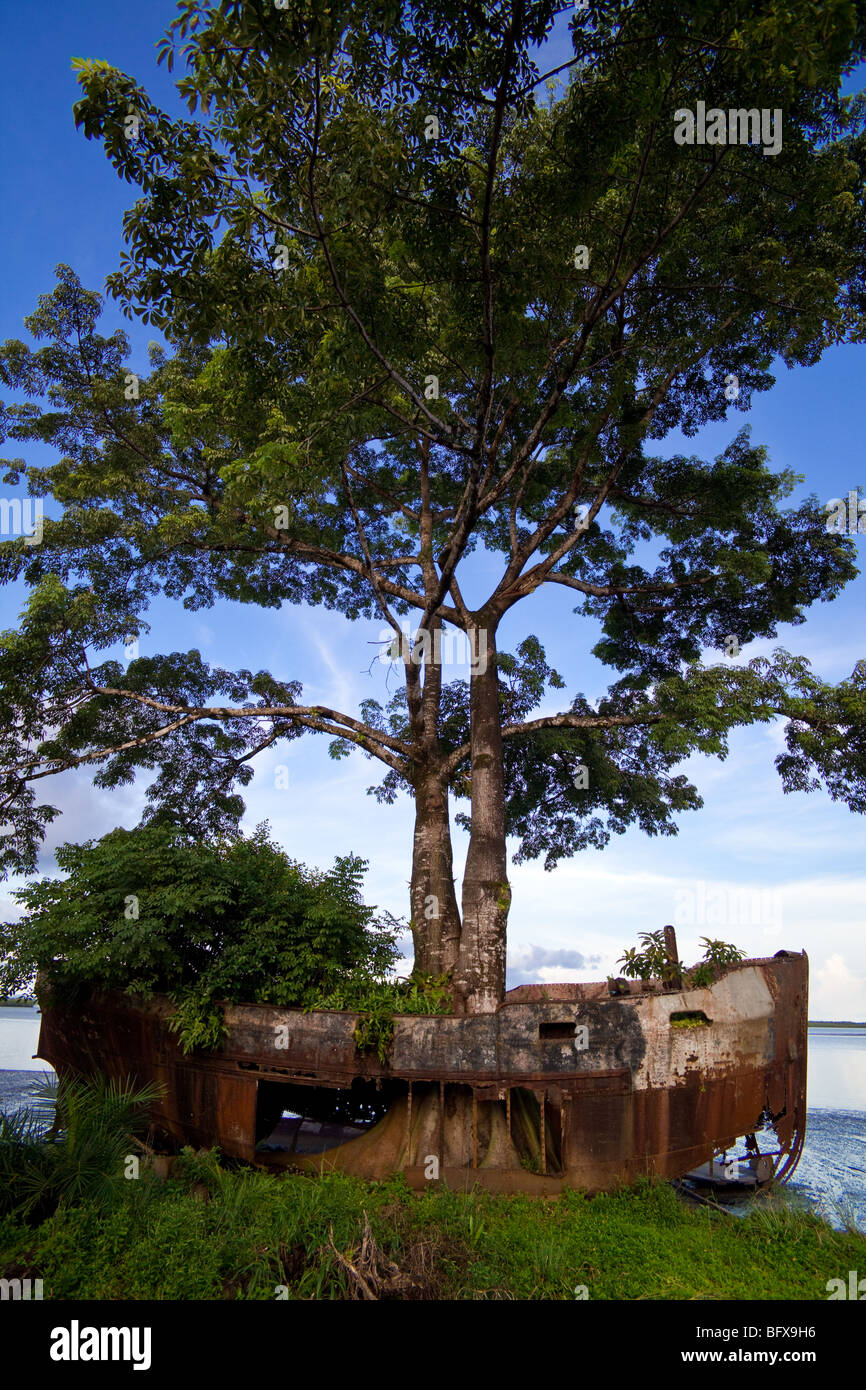 Tree growing in boat, Bonthe, Sierra Leone Stock Photo - Alamy
