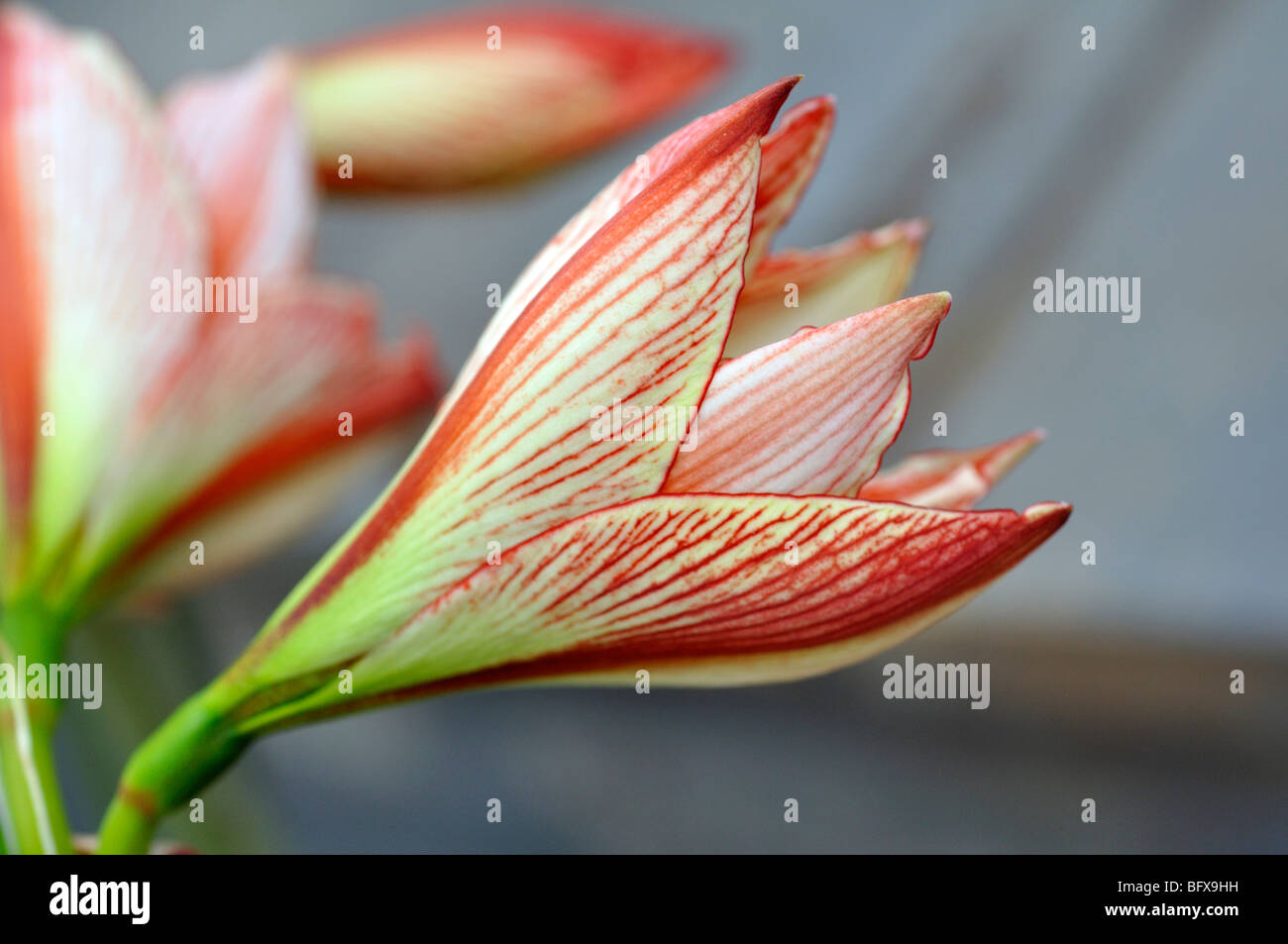 Lily bud opening Stock Photo - Alamy
