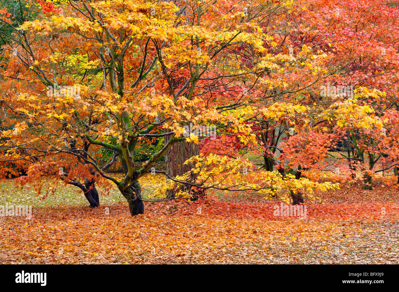Maple glade in autumn Stock Photo - Alamy