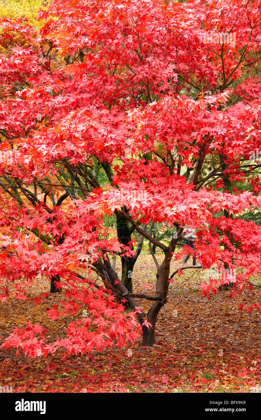Red acer hi-res stock photography and images - Alamy