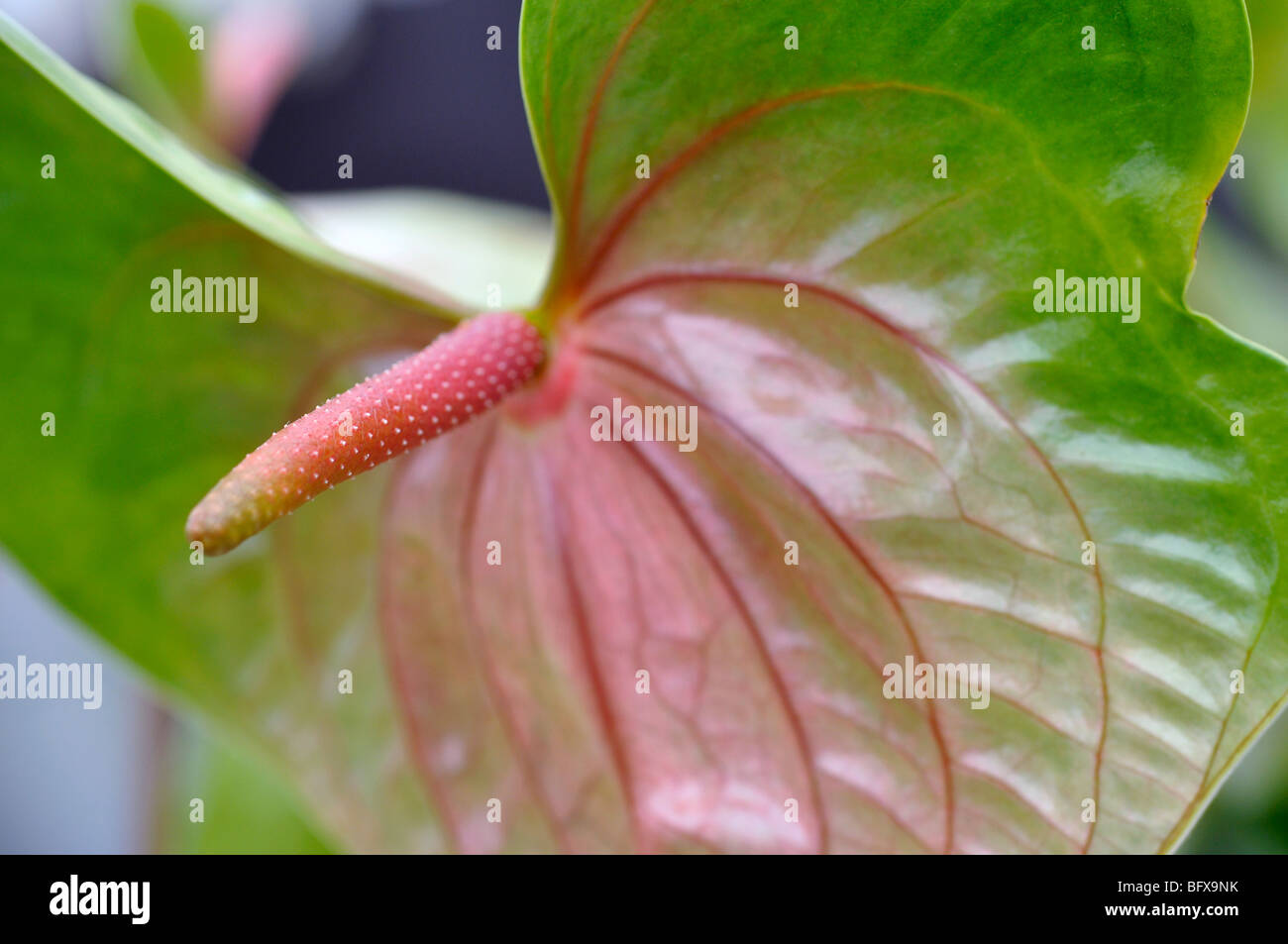 Pink Anthurium Flamingo Flower Stock Photo - Alamy
