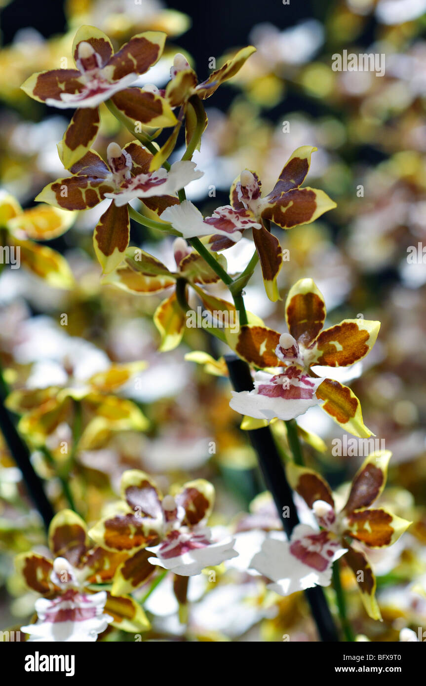 Encyclia hi-res stock photography and images - Alamy