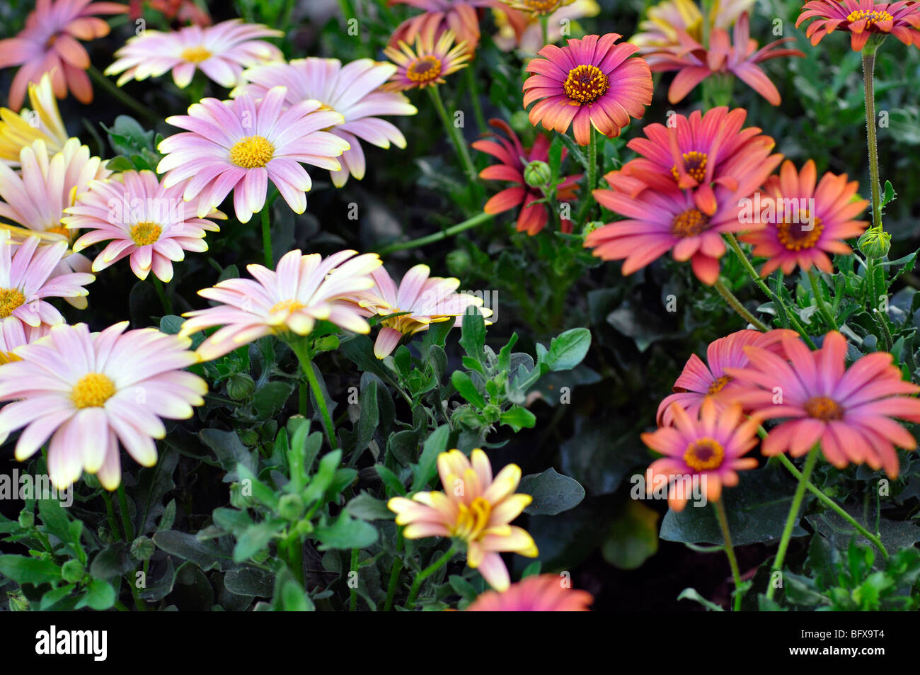 Osteospernum hi-res stock photography and images - Alamy