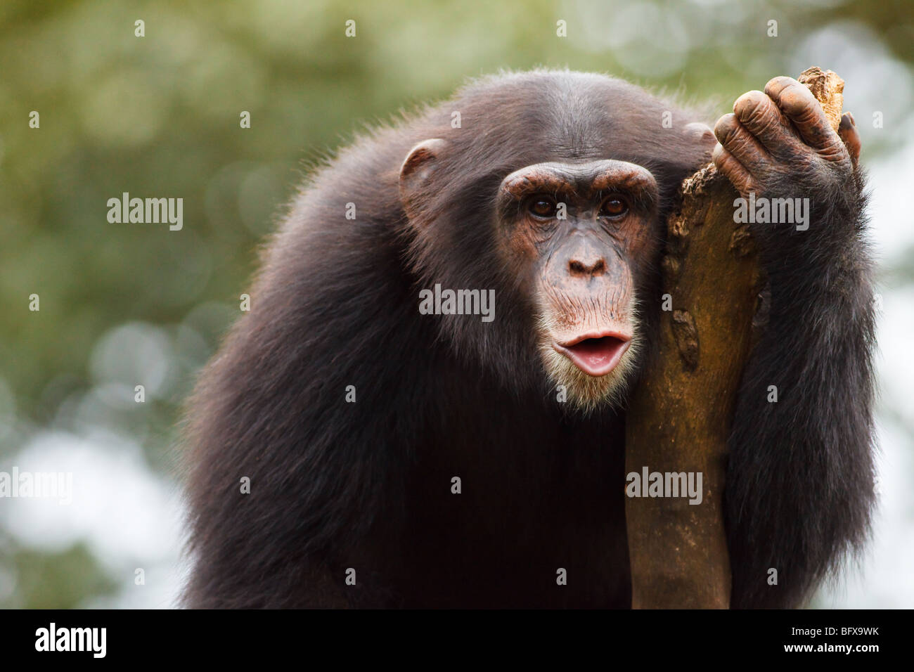 Chimp at Tacugama Chimpanzee Sanctuary, Sierra Leone Stock Photo - Alamy