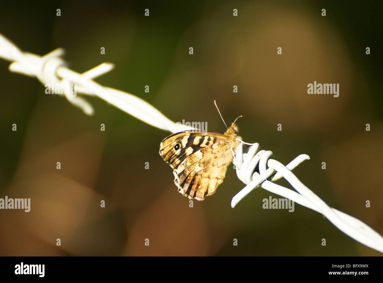 Speckled Wood (Parage aegeria) butterfly resting on barbed wire Stock ...