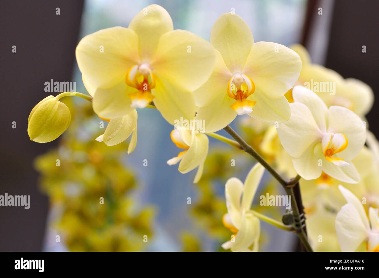Pale orchid hi-res stock photography and images - Alamy