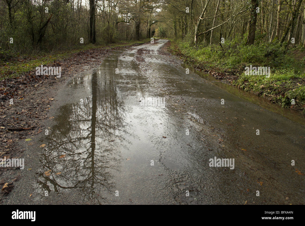 A wet country lane in the Sussex Weald, West Sussex Stock Photo - Alamy