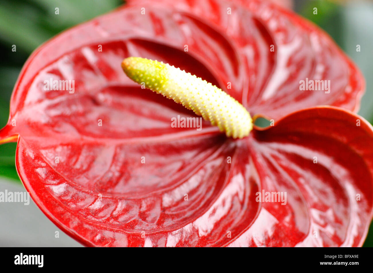Anthurium Red High Resolution Stock Photography and Images - Alamy