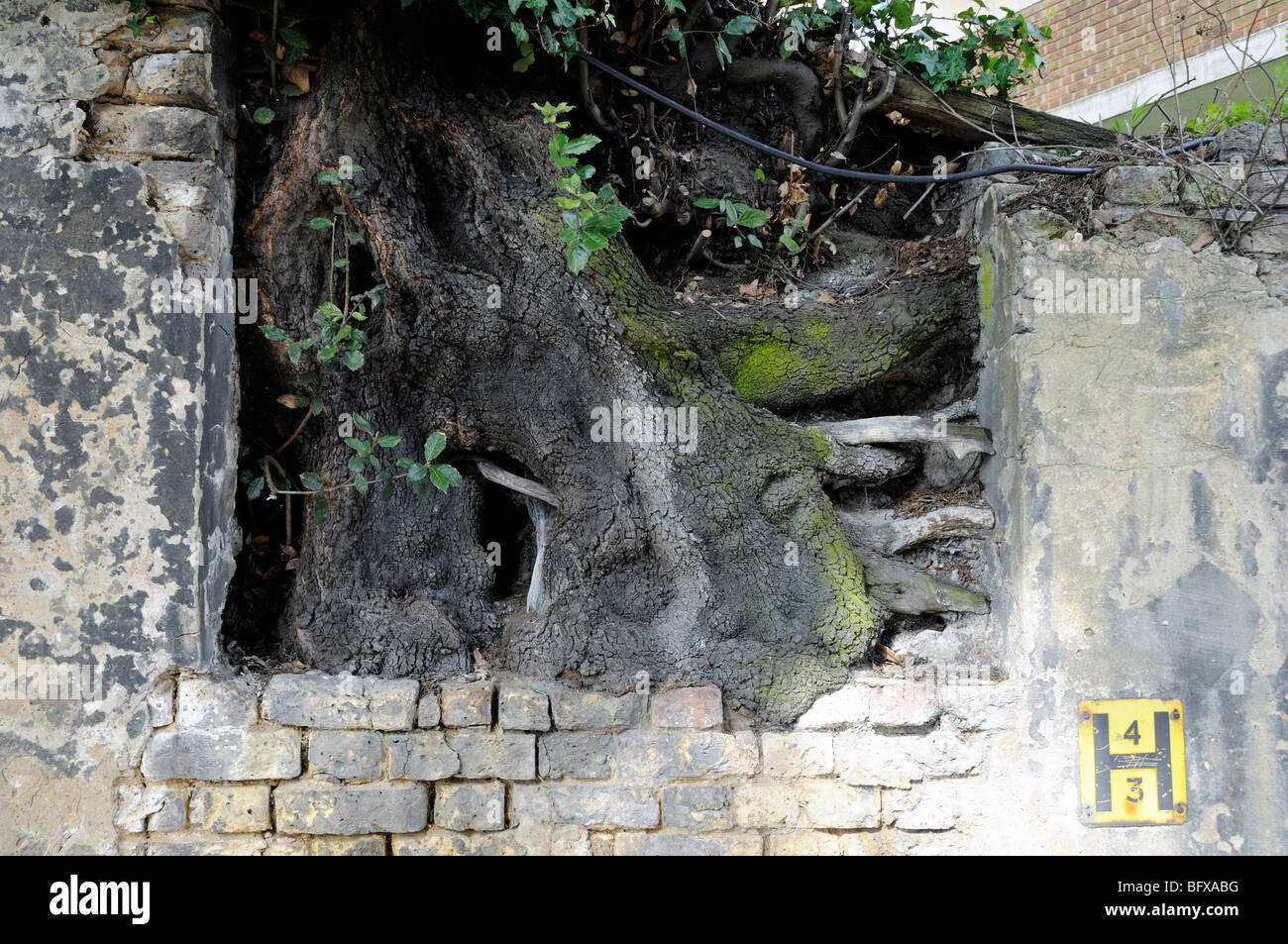 Tree root hi-res stock photography and images - Alamy