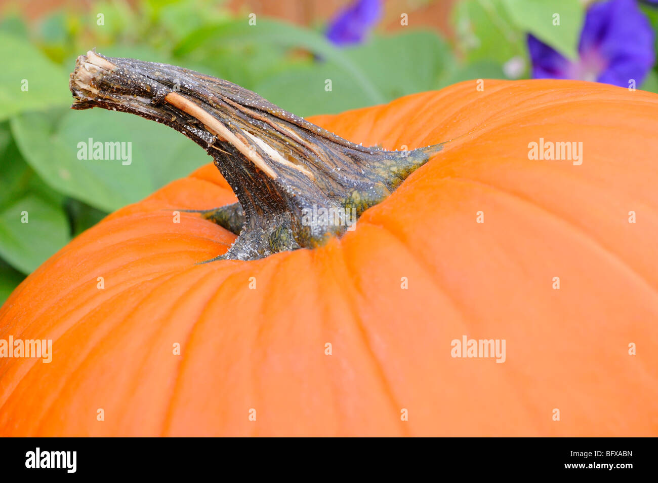 Pumpkin stem hi-res stock photography and images - Alamy