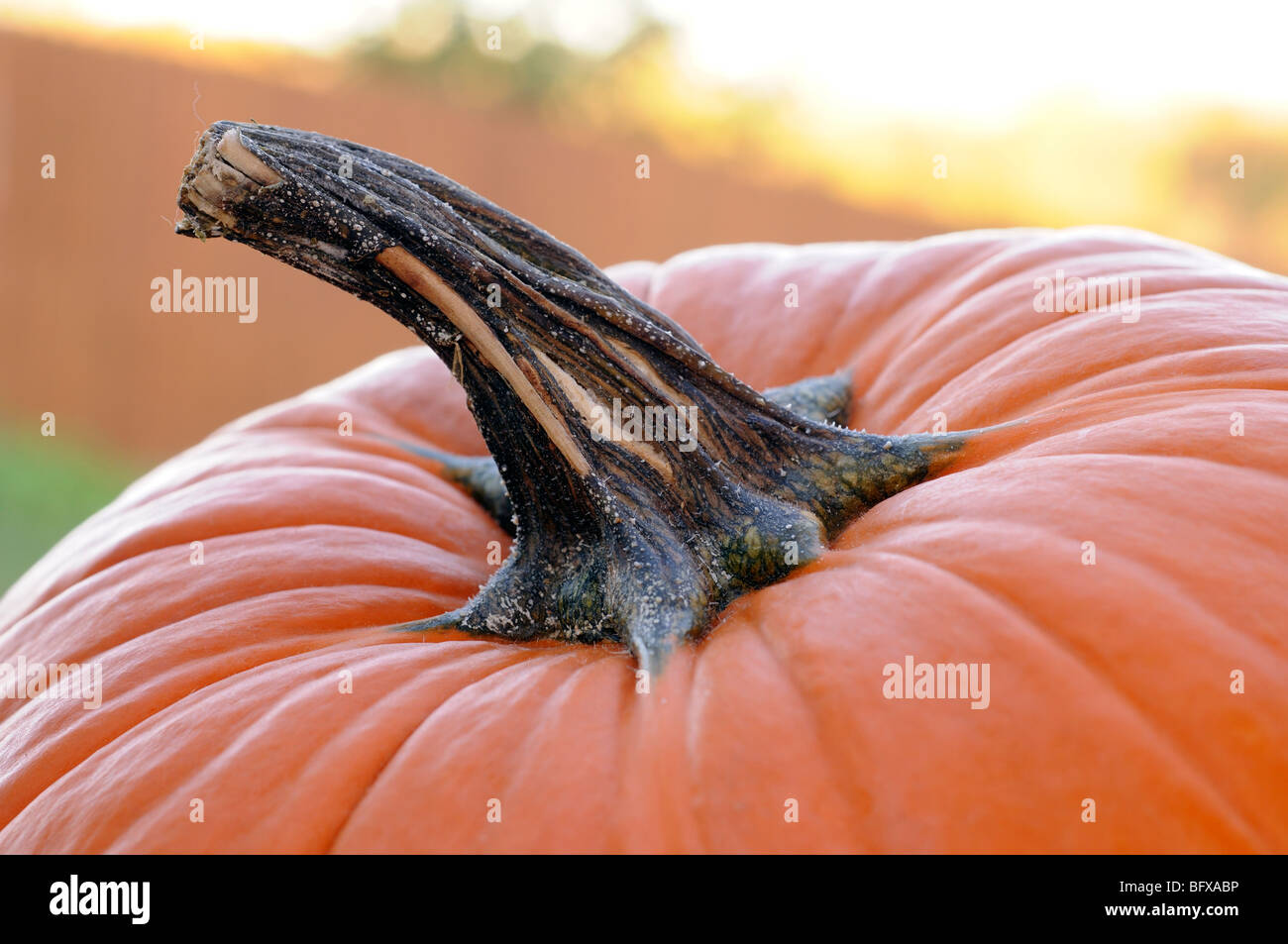 Pumpkin closeup shot Stock Photo - Alamy