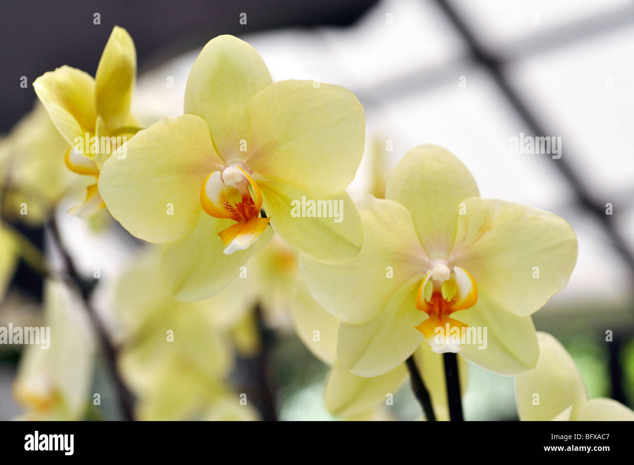 Pale yellow orchid hi-res stock photography and images - Alamy