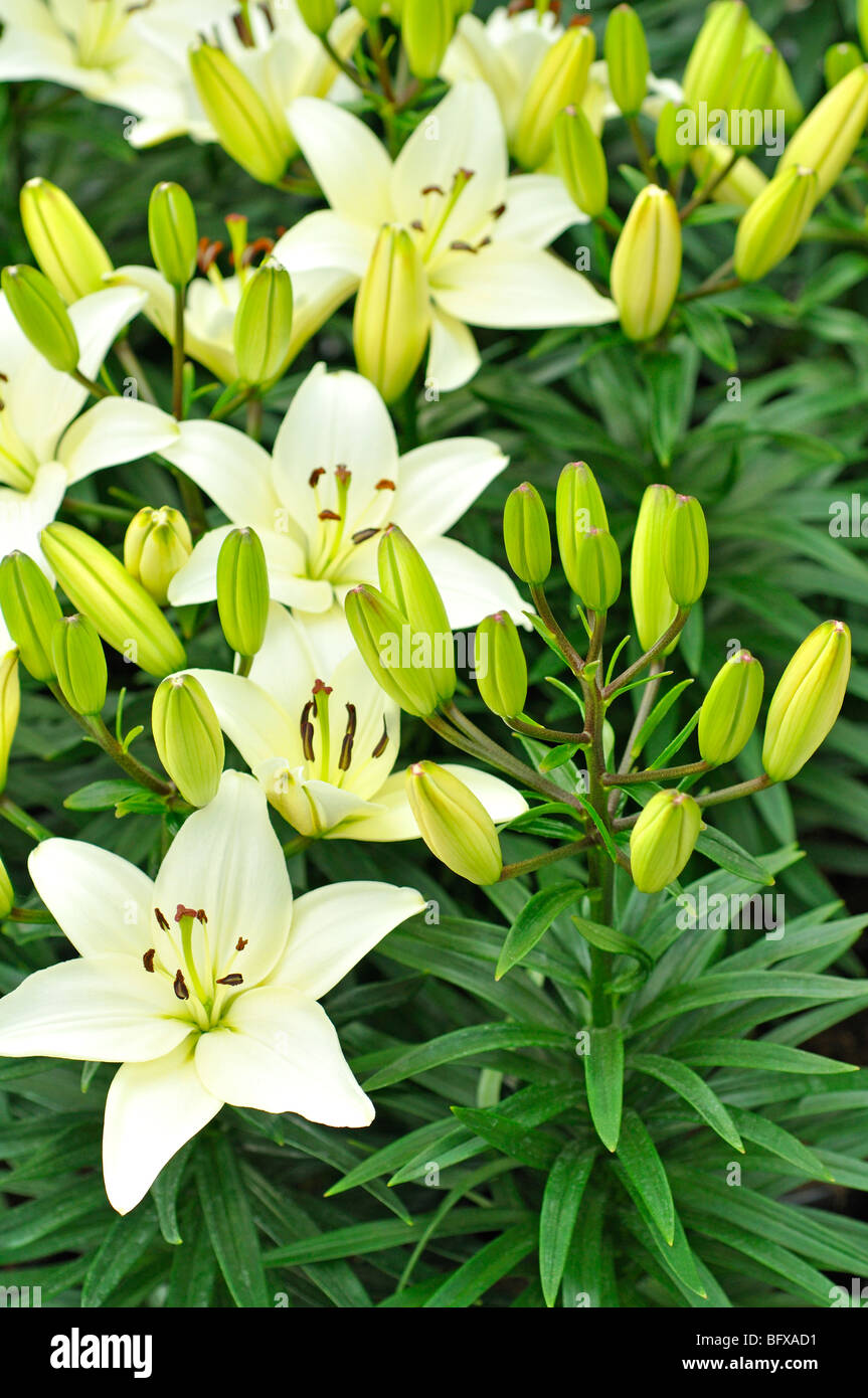 Lilium buds hi-res stock photography and images - Alamy