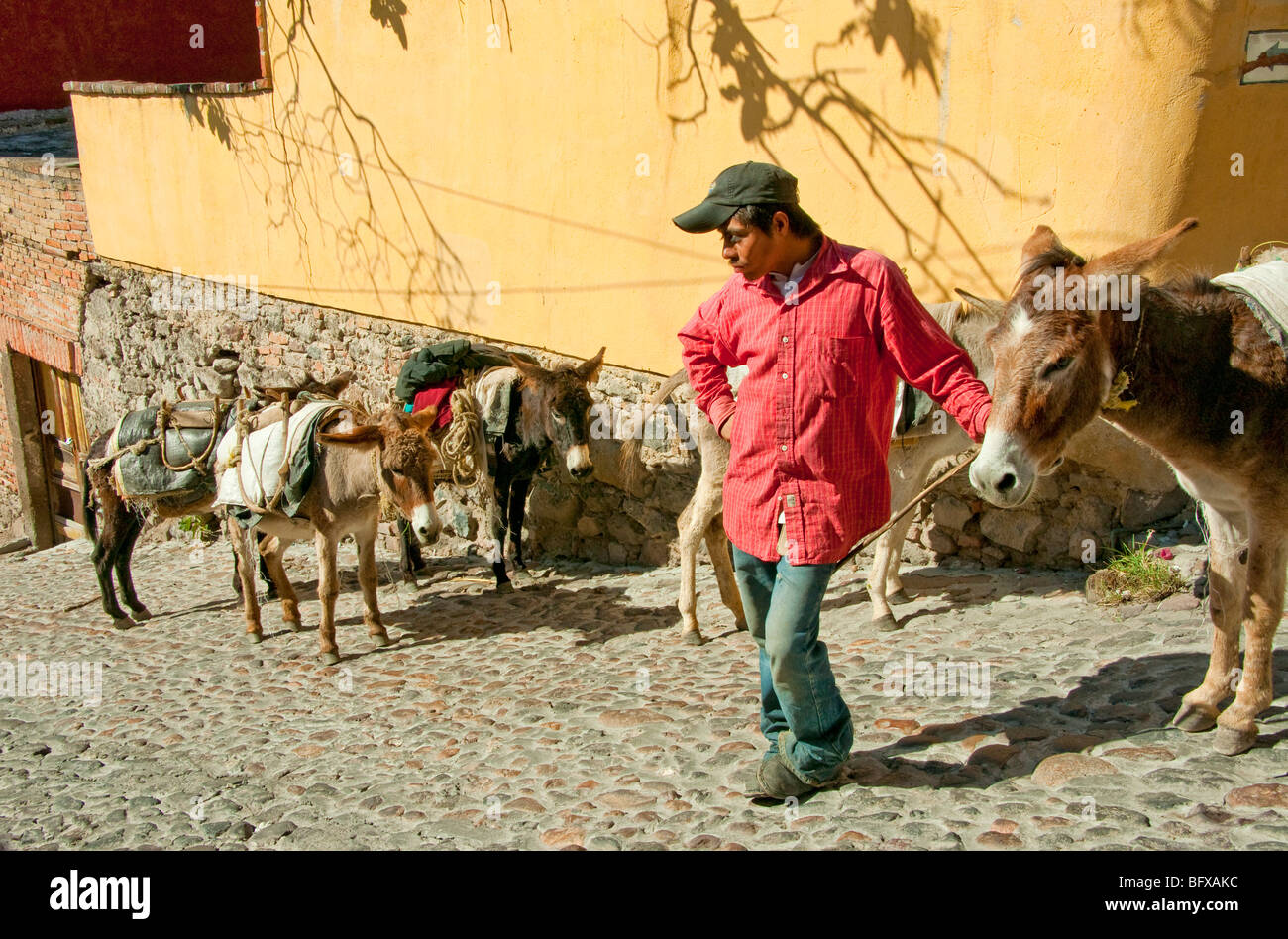 Mexican Burro High Resolution Stock Photography and Images - Alamy