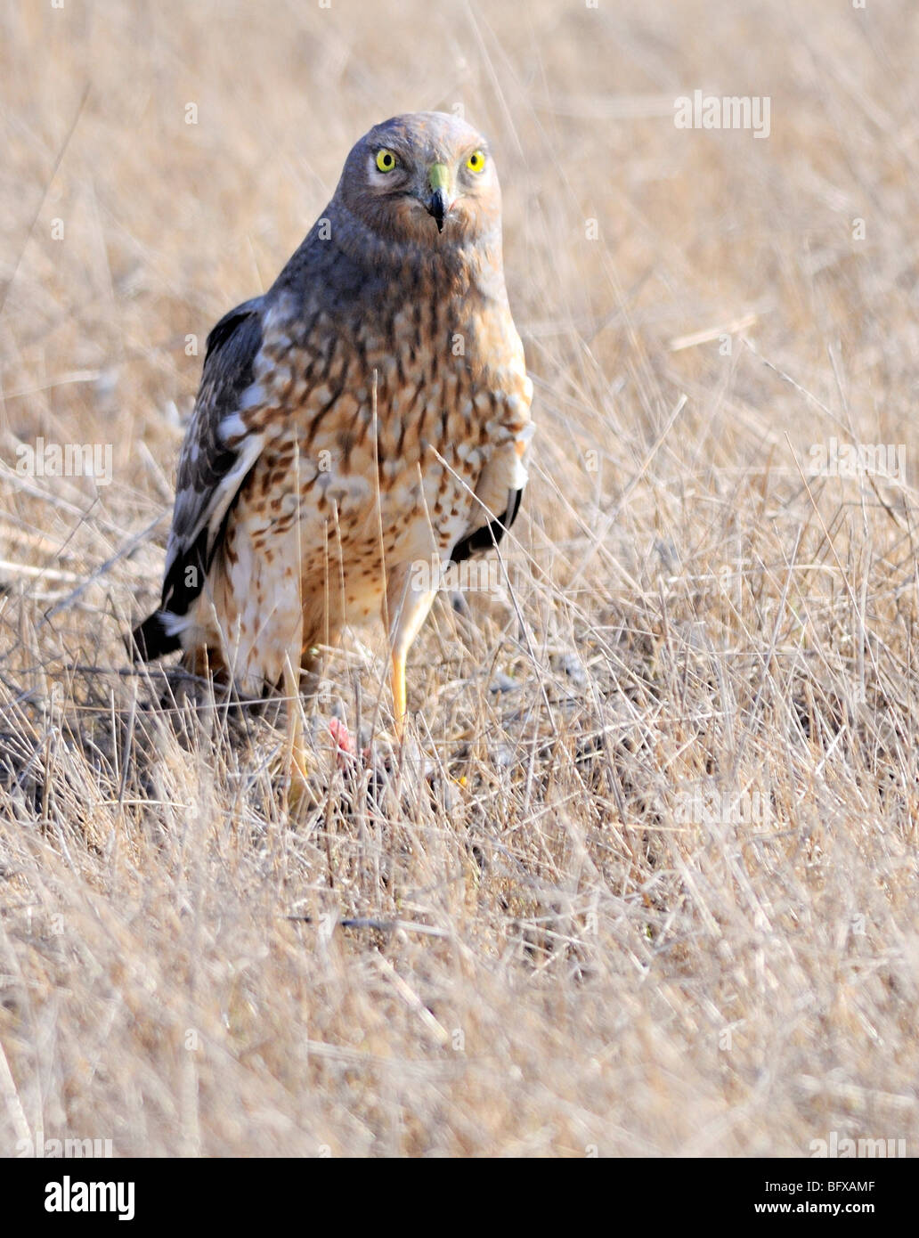 A Northern Harrier bird - Circus cyaneus, seen here on the ground Stock ...