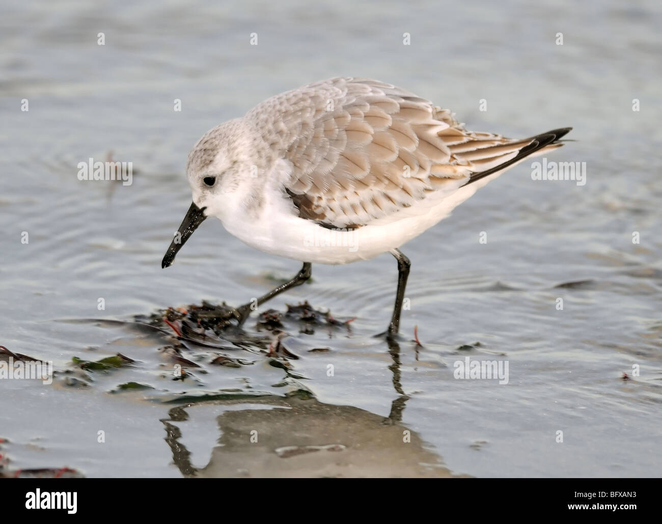 Sanderling bird hi-res stock photography and images - Alamy