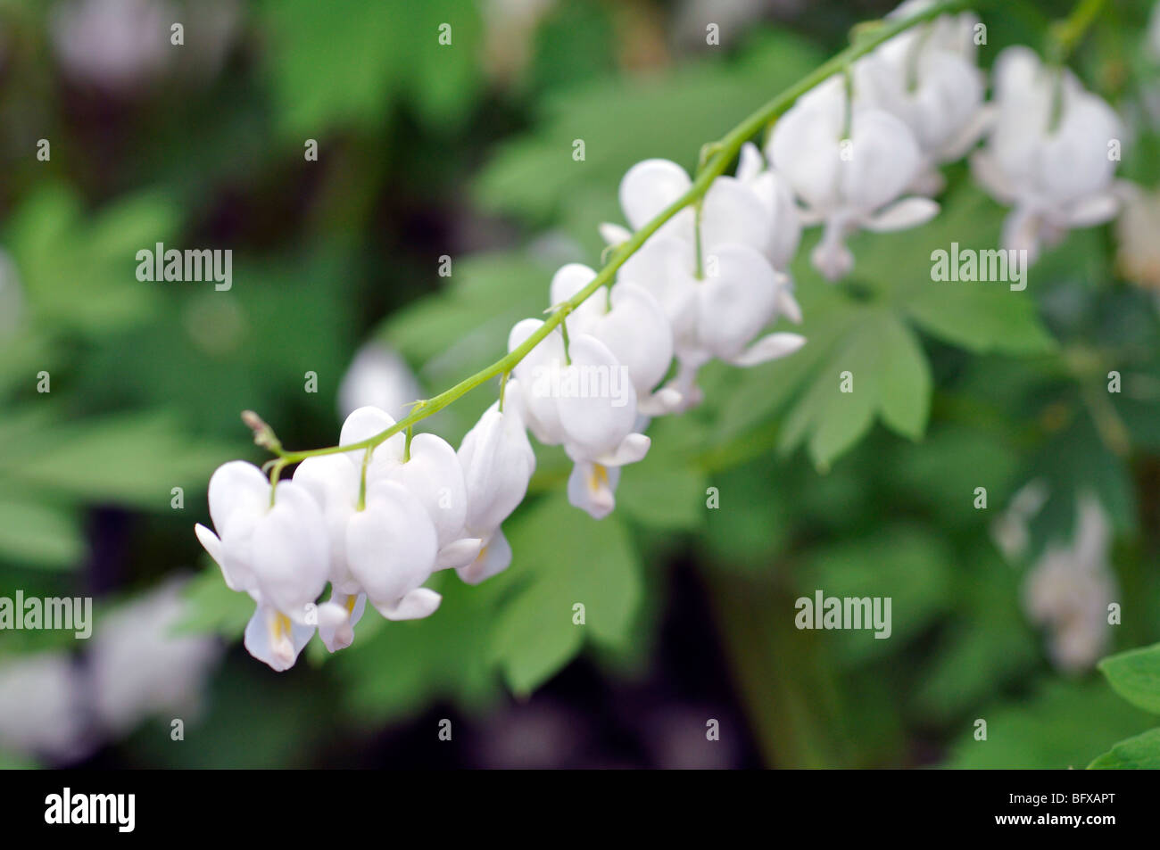 Bleeding heart flower hi-res stock photography and images - Alamy
