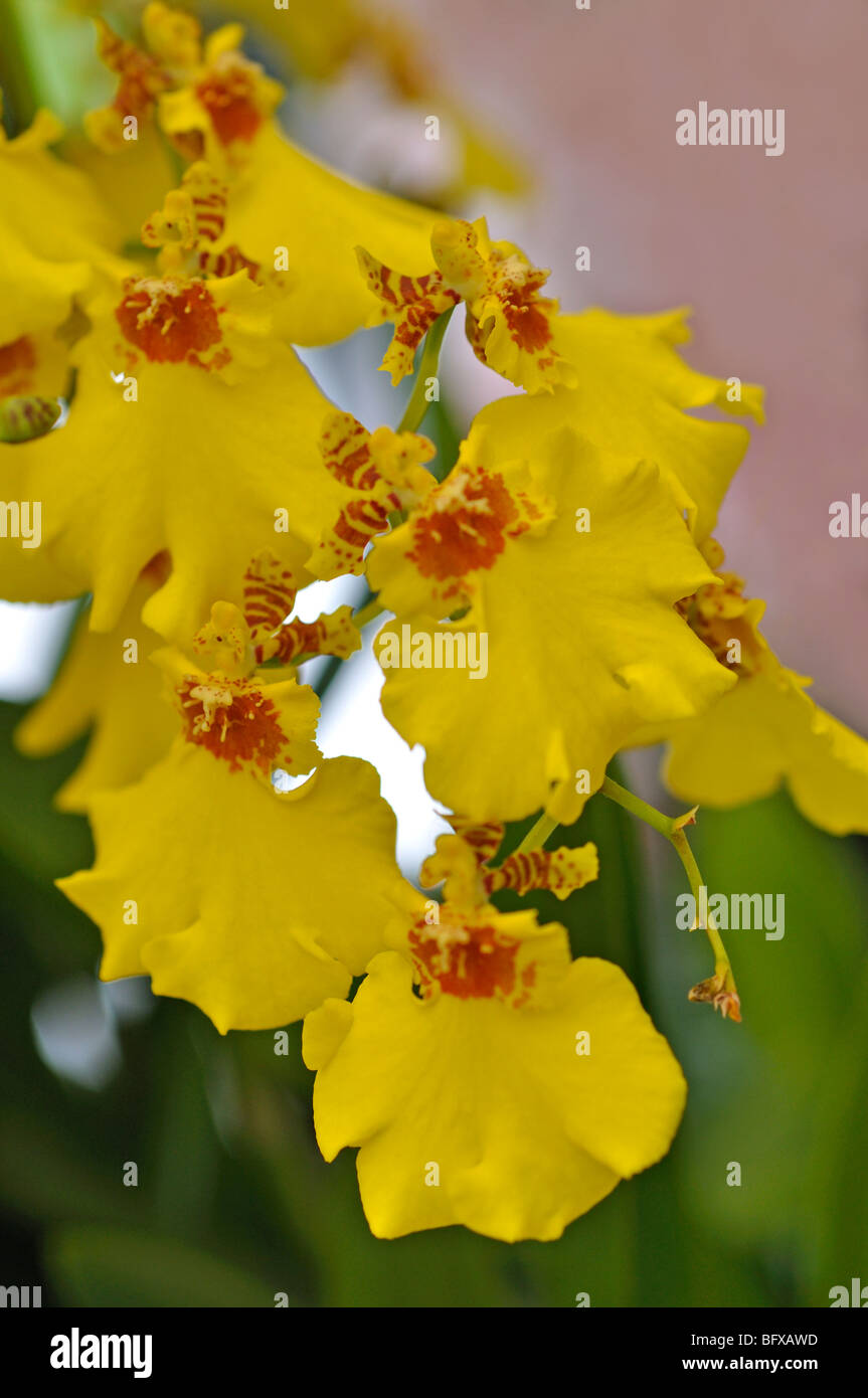 Oncidium hi-res stock photography and images - Alamy