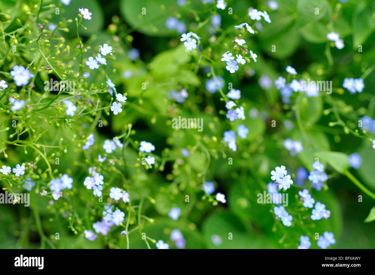 Tiny blue flowers Stock Photo - Alamy