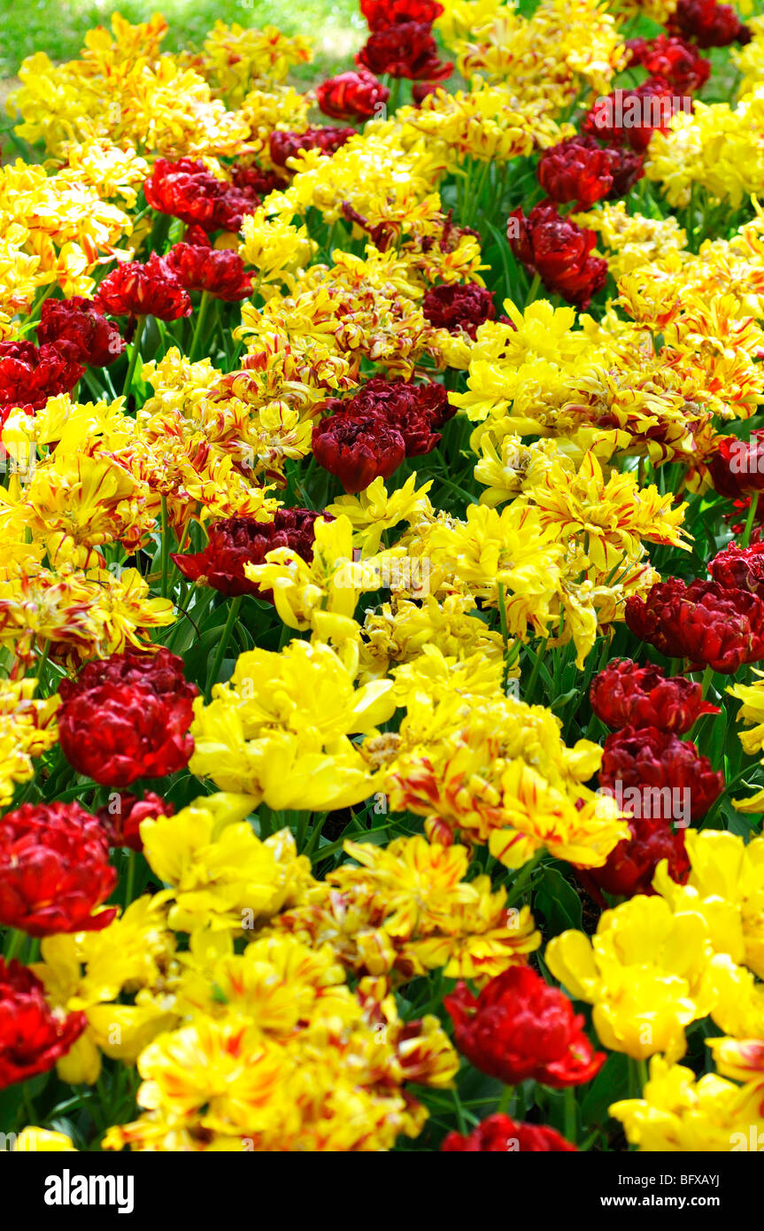 Mix of tulips hi-res stock photography and images - Alamy