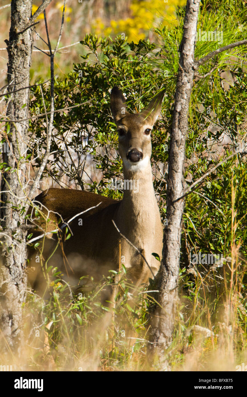 deer in forest Stock Photo - Alamy